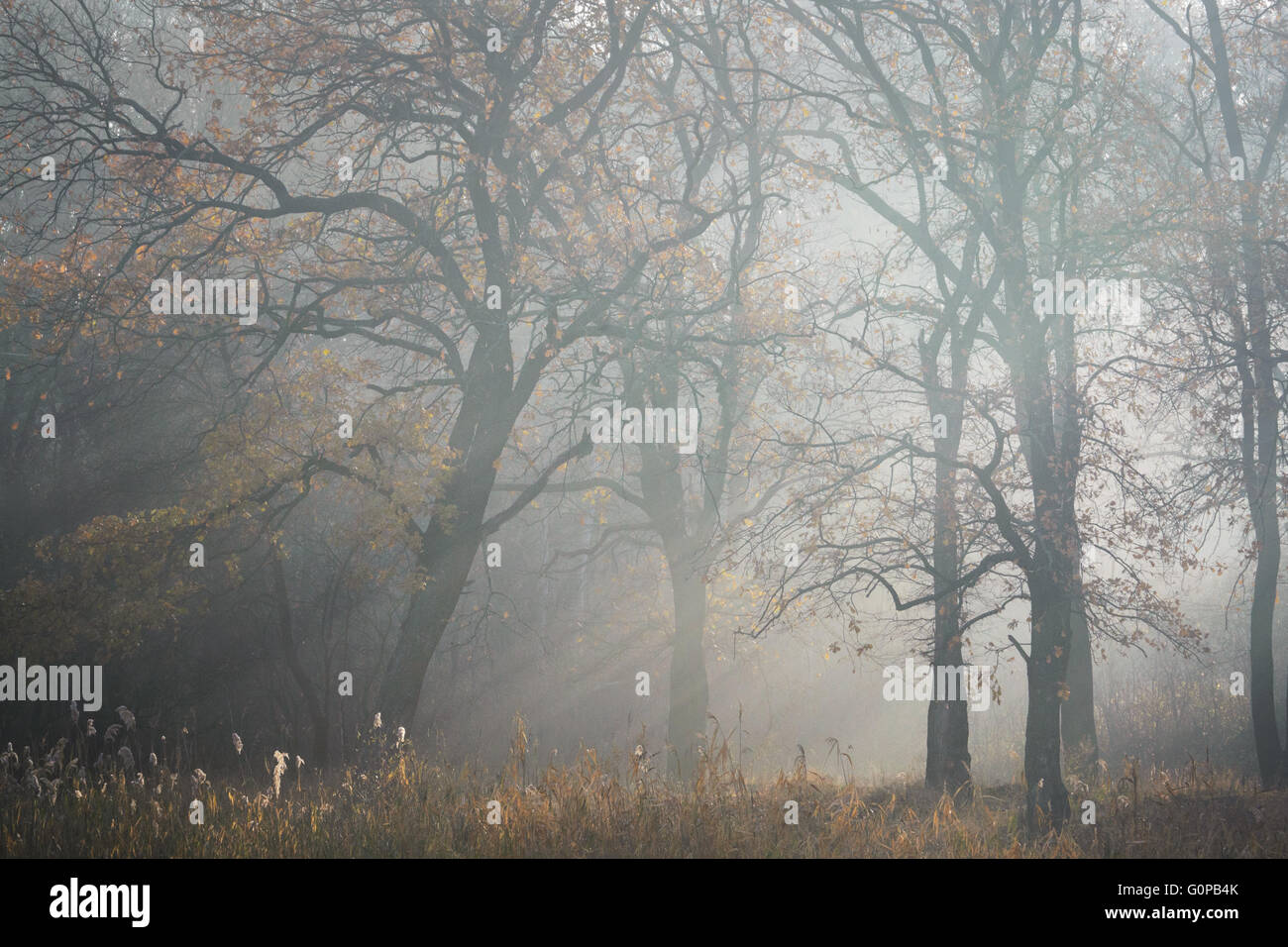 autumn morning sun rays filtering through the mist among the trees ...