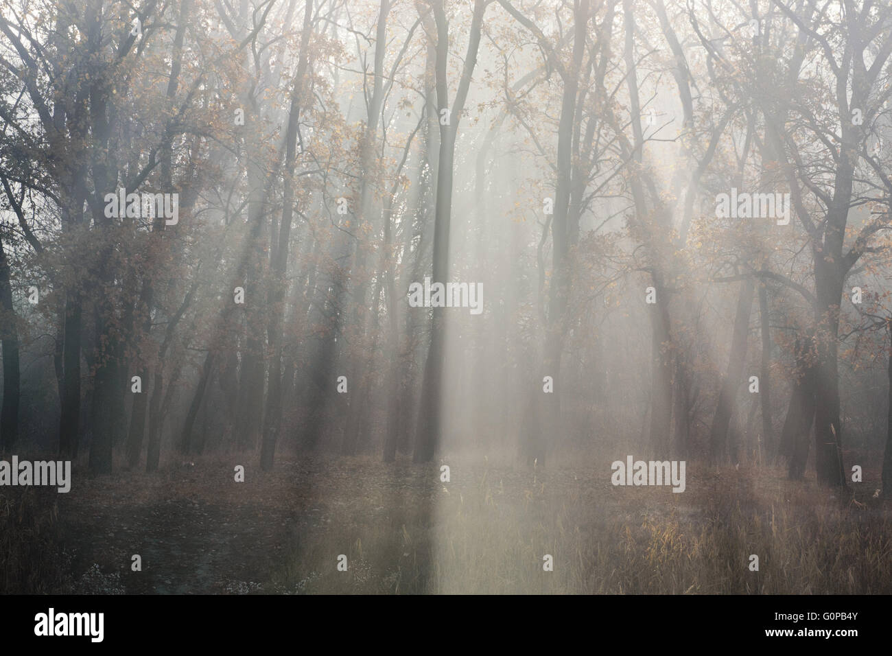 Light rays shine trees hi-res stock photography and images - Alamy