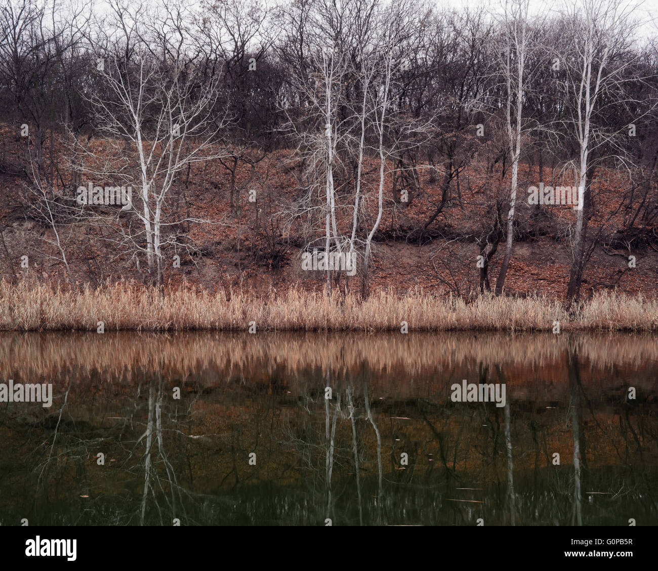 landscape river and trees without leaves on the shores of morning in ...