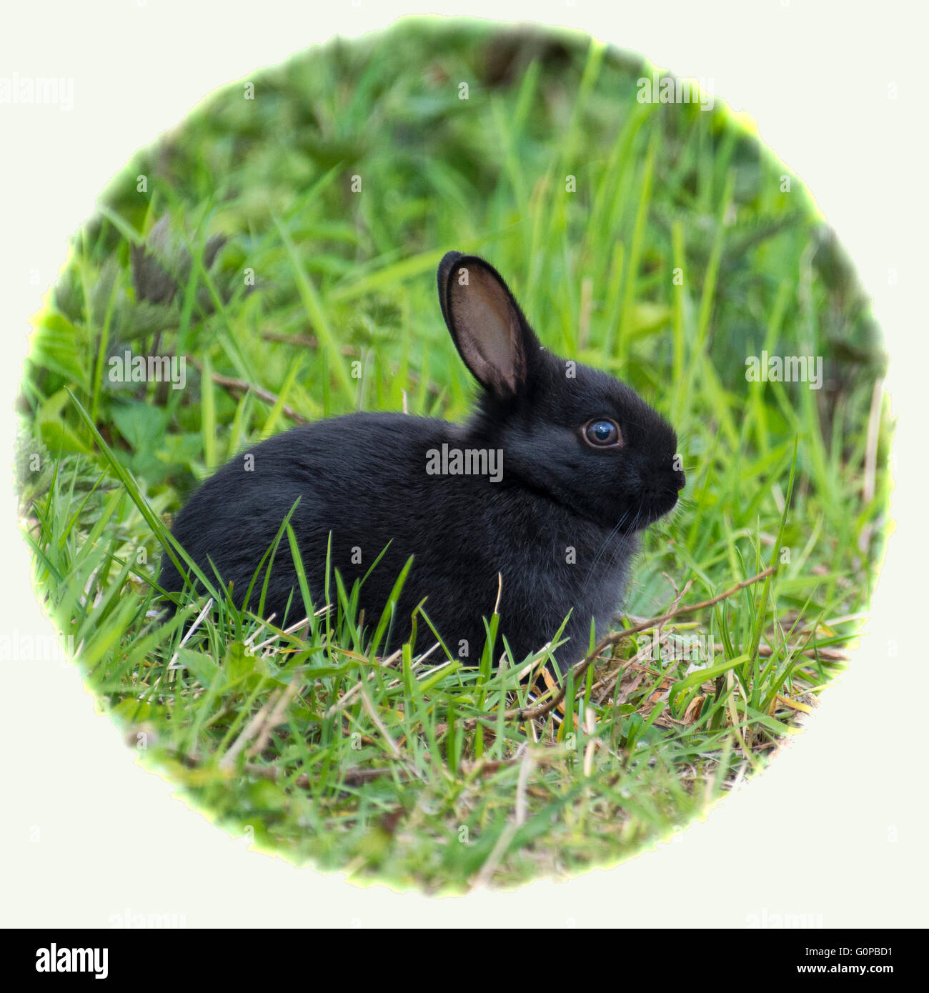 Black wild rabbit hi-res stock photography and images - Alamy