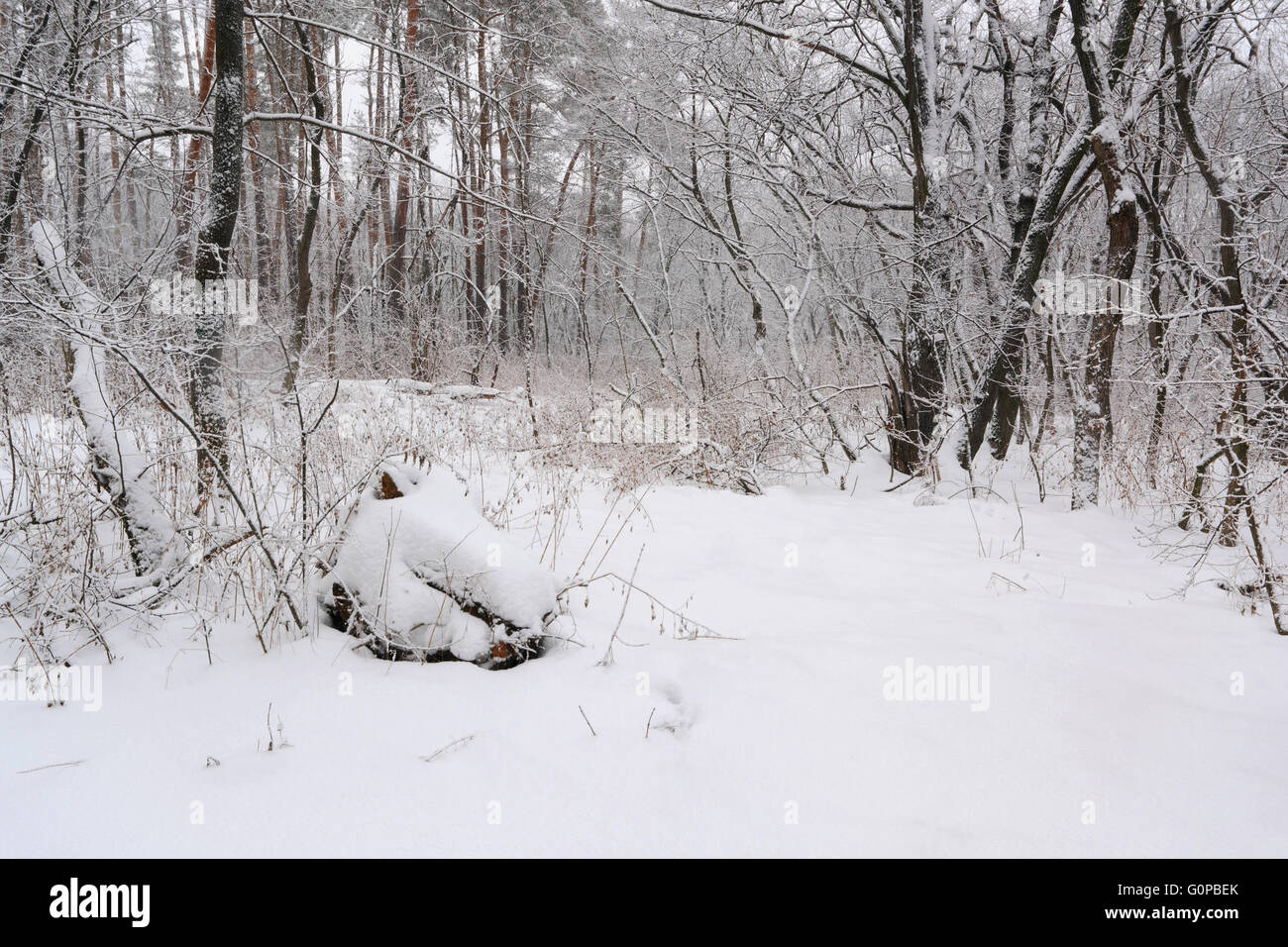 Winter scene trees plants hi-res stock photography and images - Alamy