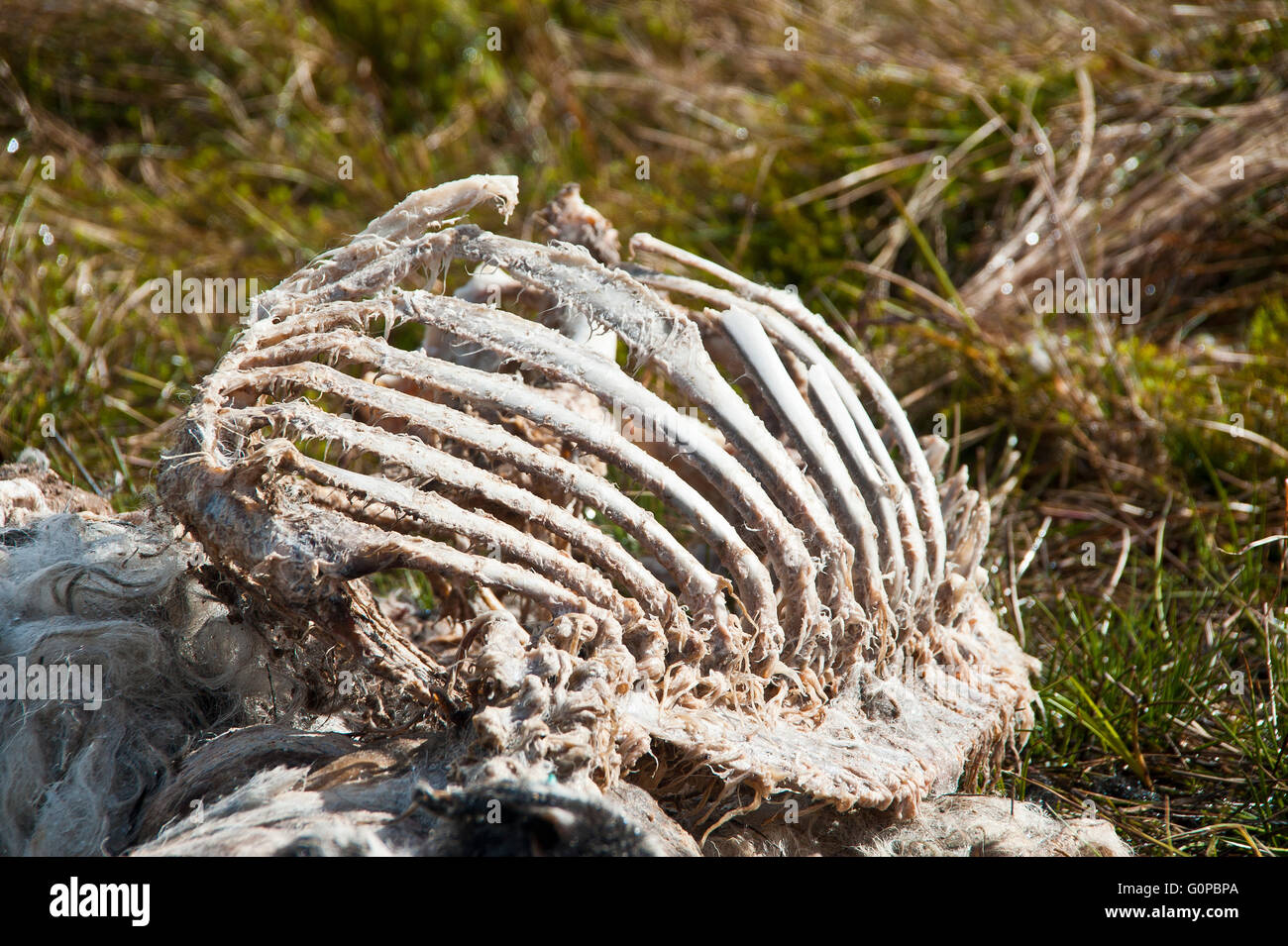 Dead deceased hi-res stock photography and images - Alamy