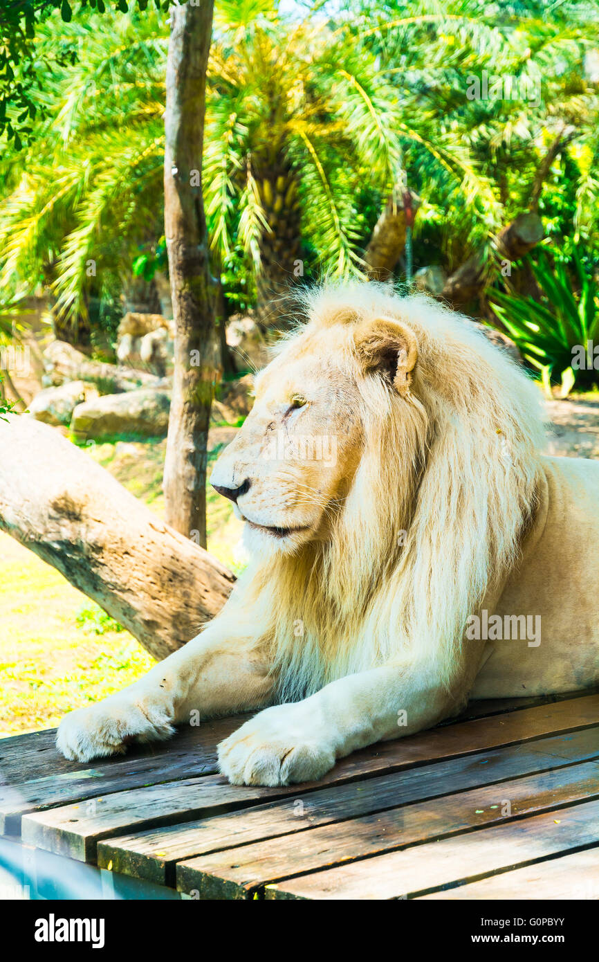 Male white lion lying down in the zoo, Thailand. Selective focus Stock ...