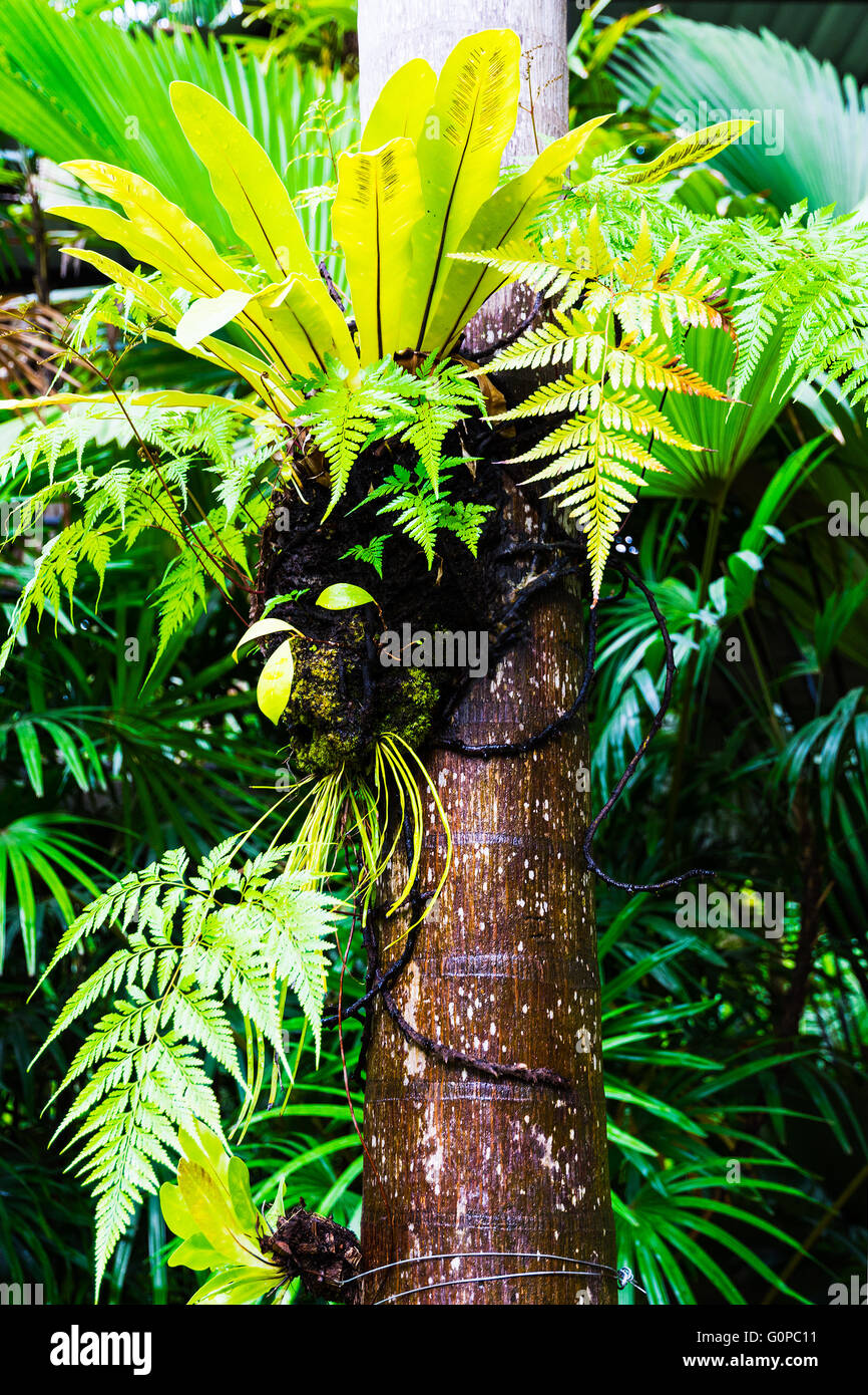 Green tree.The garden at Nong Nooch Tropical Botanical Garden in ...