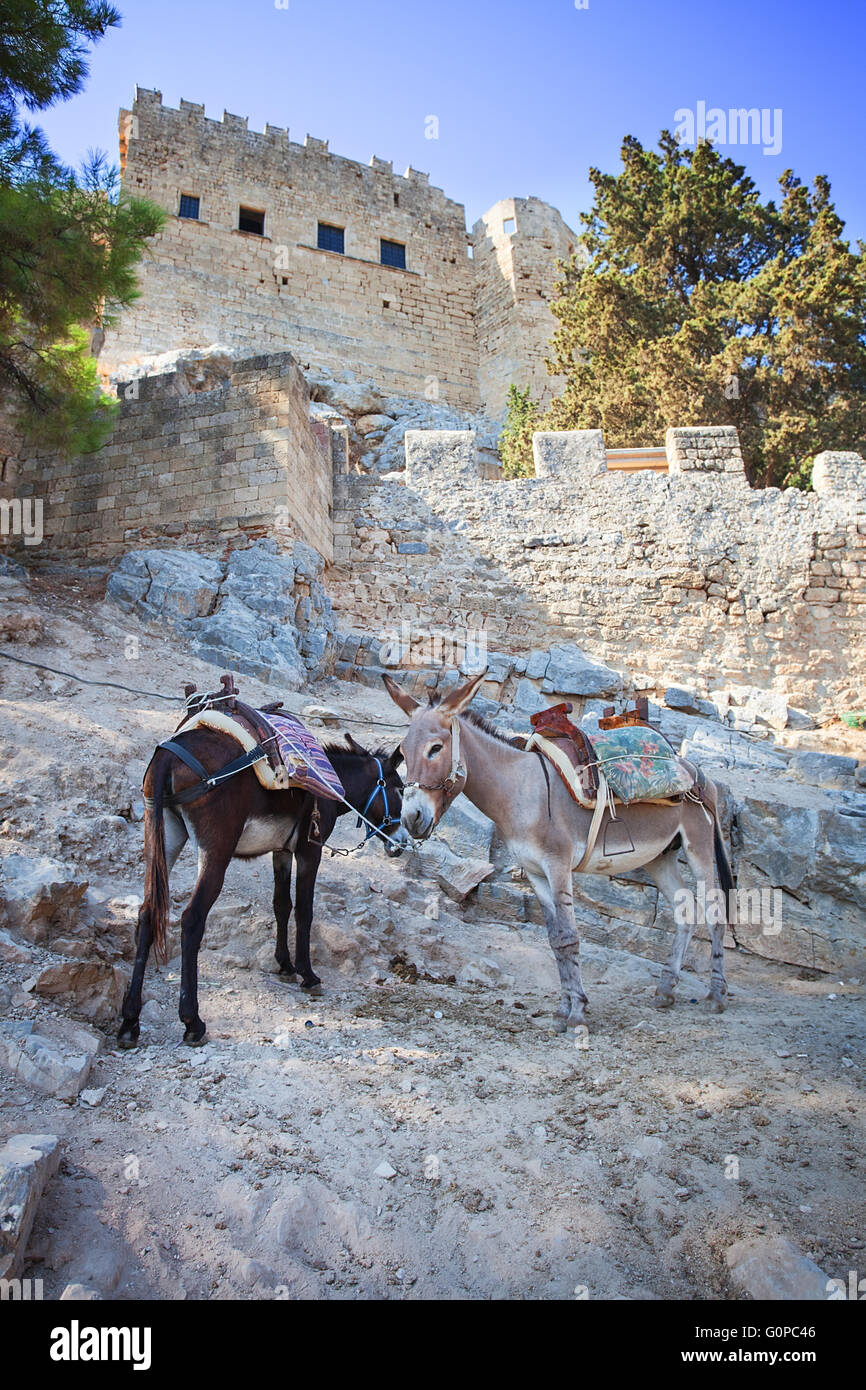 Donkeys in Lindos on the Rhodos island, Greece Stock Photo - Alamy