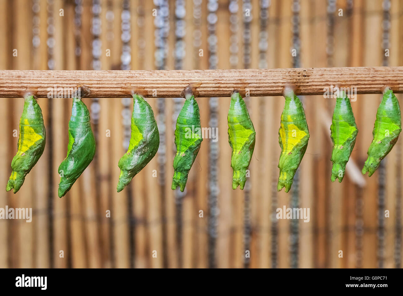 Monacrch batterfly chrysalis Stock Photo - Alamy