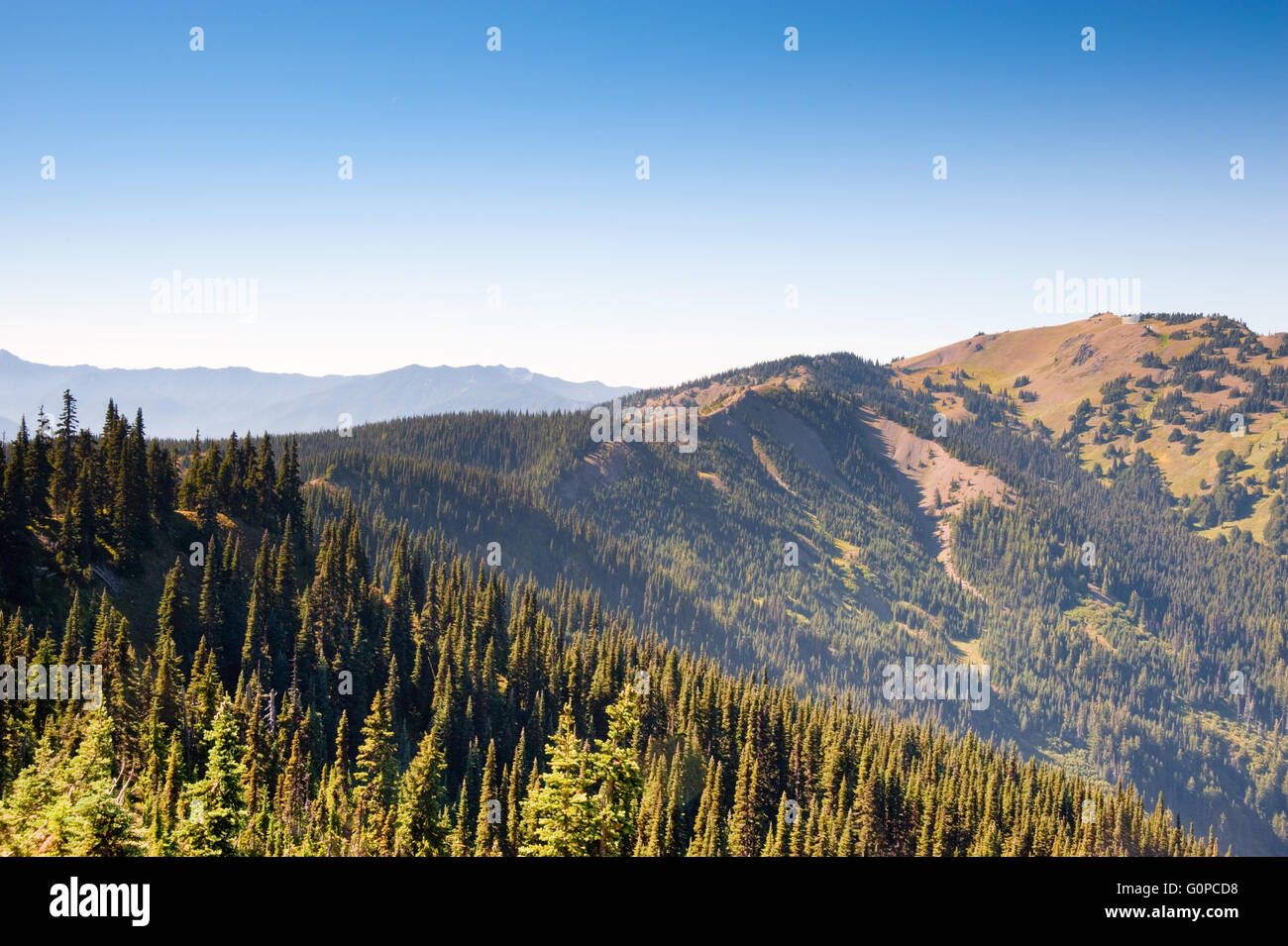 Hurricane Ridge in the Olympic Peninsula Stock Photo - Alamy