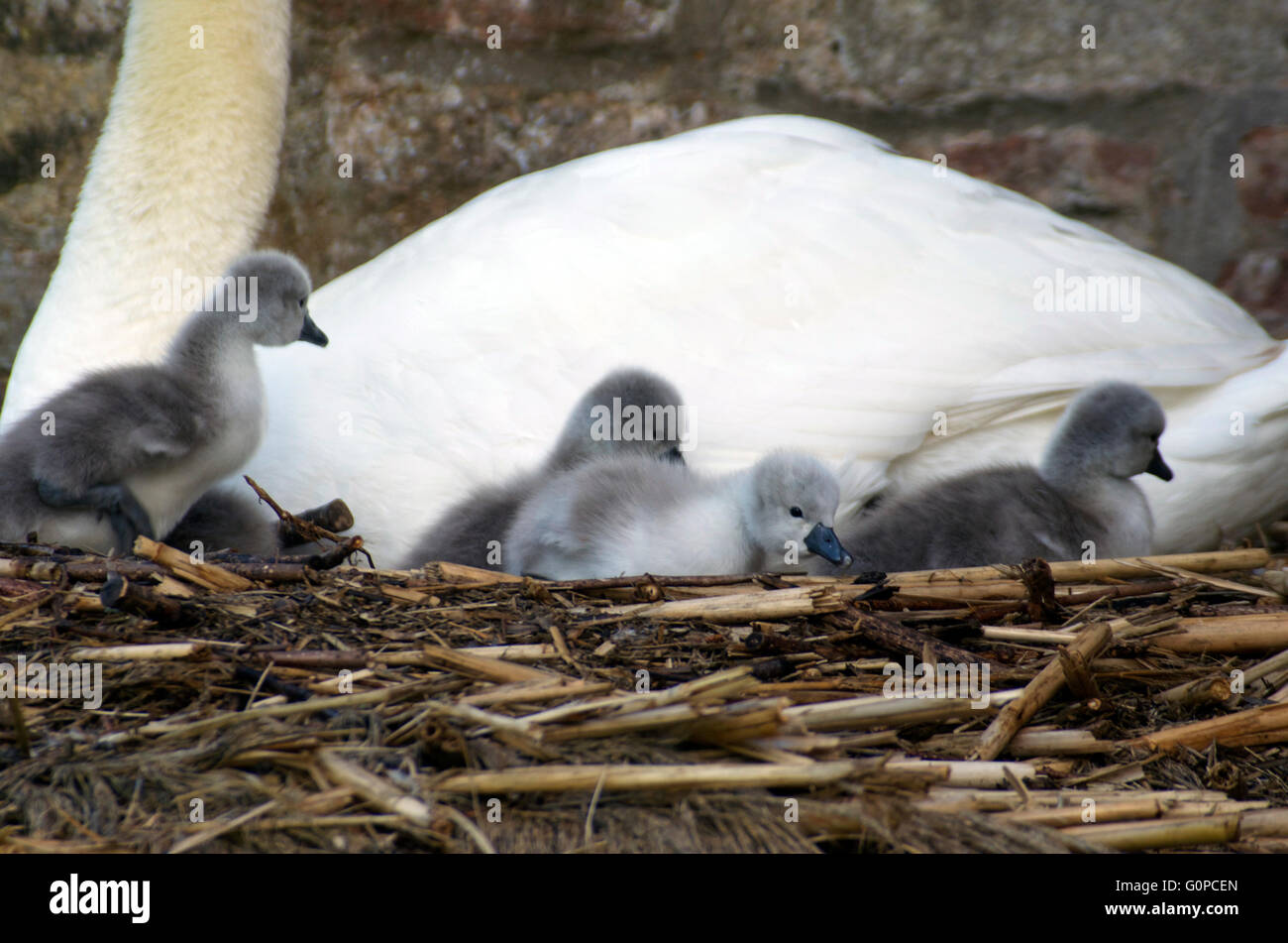 Swans bishops palace wells hi-res stock photography and images - Alamy