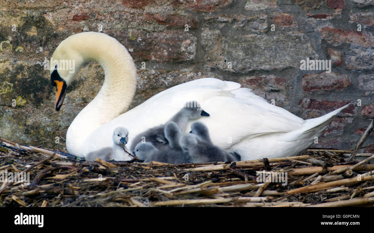 Swan and Cygnets at The Bishop's Palace in Wells, Somerset Stock Photo ...