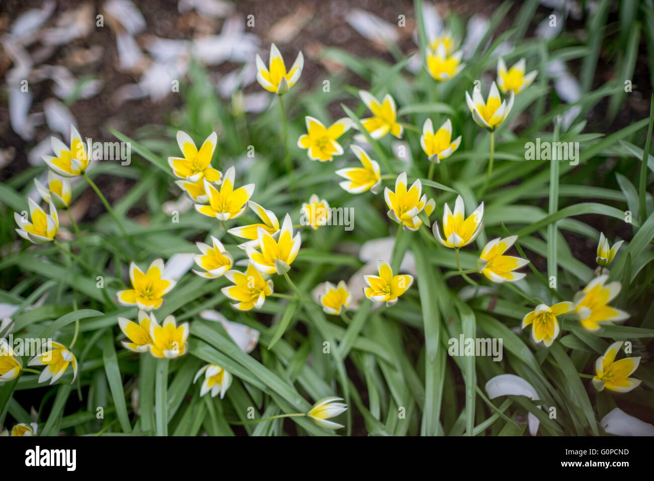 Tarda tulip hi-res stock photography and images - Alamy