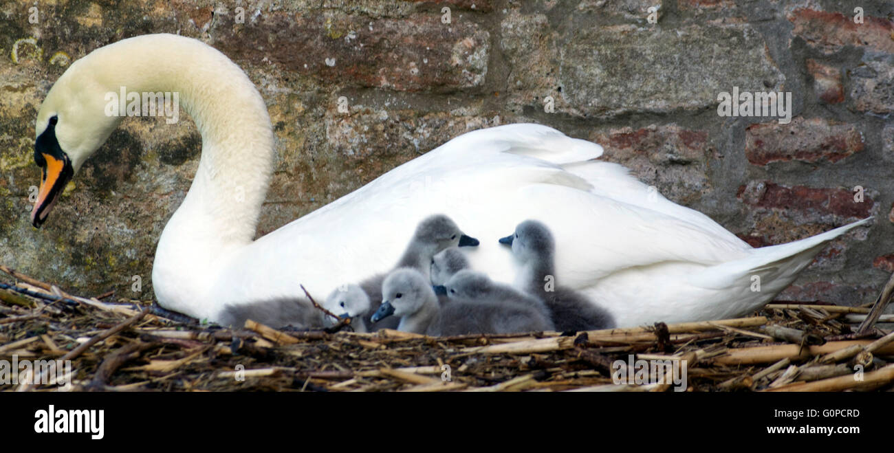 Swan and Cygnets at The Bishop's Palace in Wells, Somerset Stock Photo ...