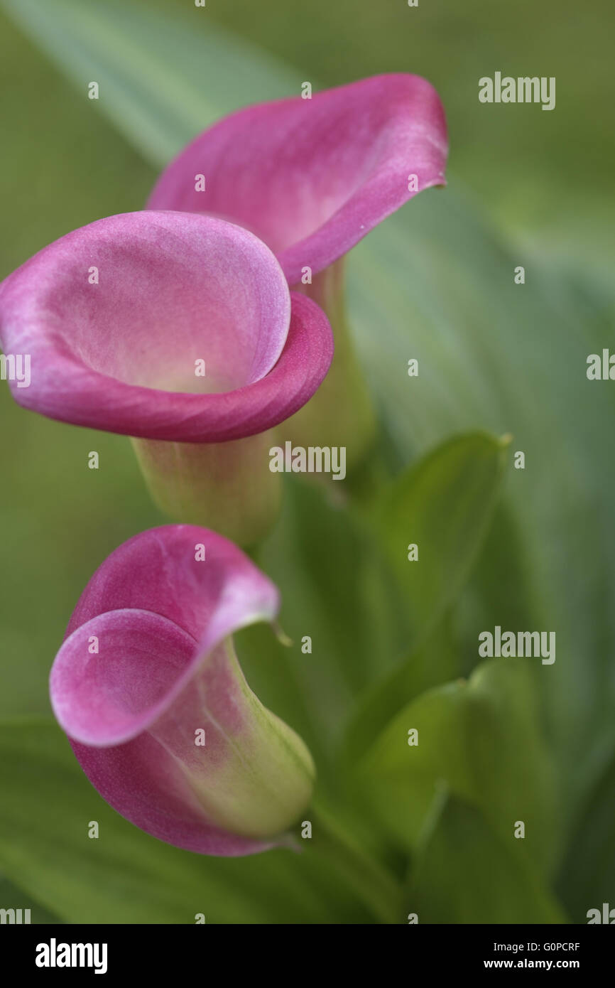 A close-up of a pink Calla lily Zantedeschia houseplant Stock Photo - Alamy