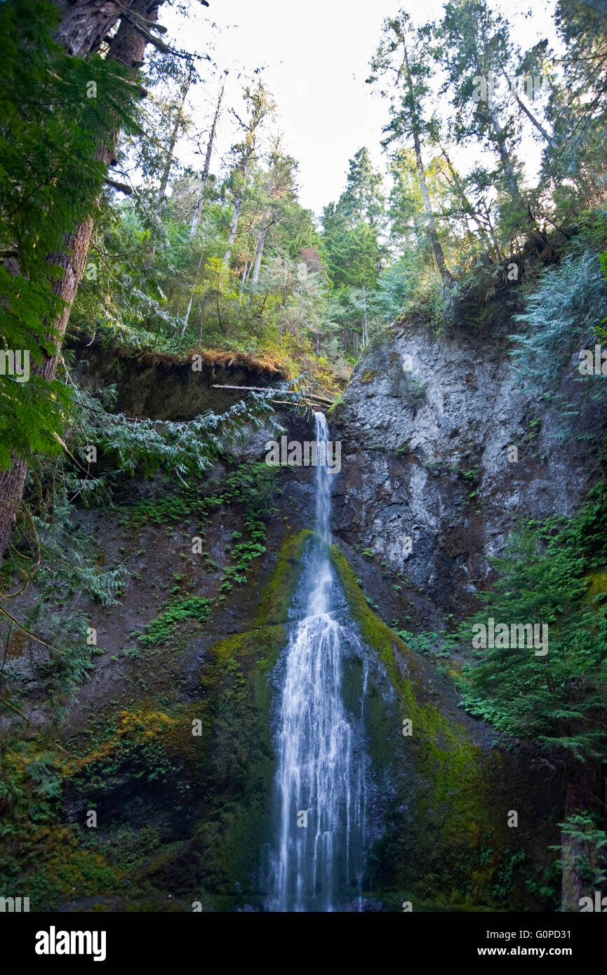 Marymere Falls in the Olympic National Park, WA state Stock Photo - Alamy