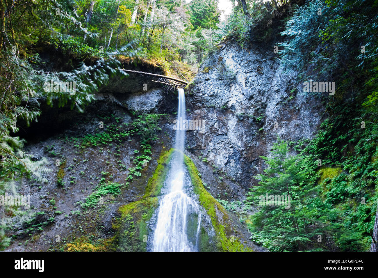 Marymere Falls in the Olympic National Park, WA state Stock Photo - Alamy