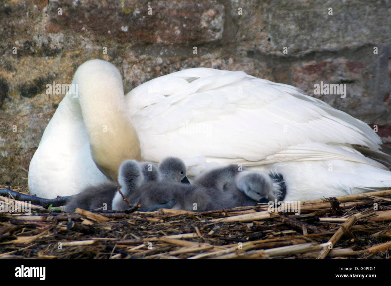 Swans bishops palace wells hi-res stock photography and images - Alamy