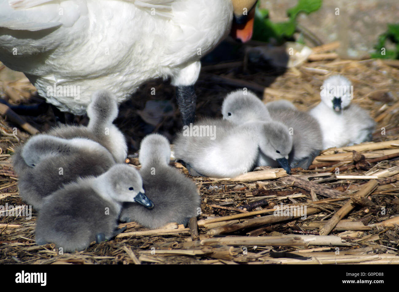 Swans bishops palace wells hi-res stock photography and images - Alamy