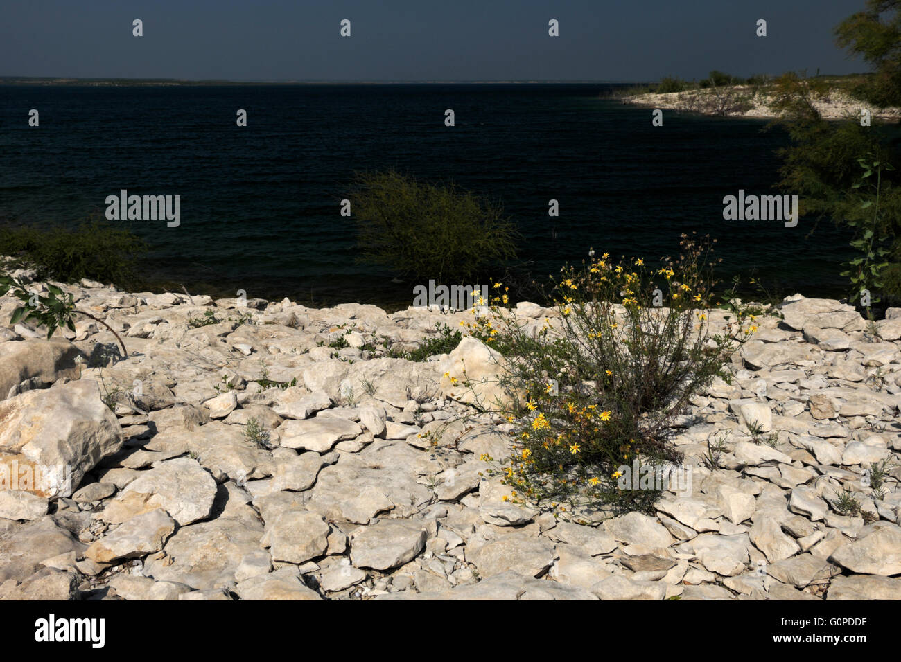Limestone skeleton hi-res stock photography and images - Alamy