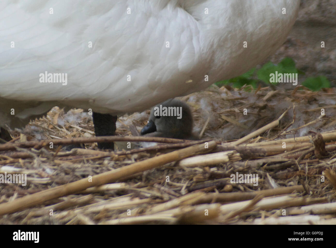 Swans bishops palace wells hi-res stock photography and images - Alamy