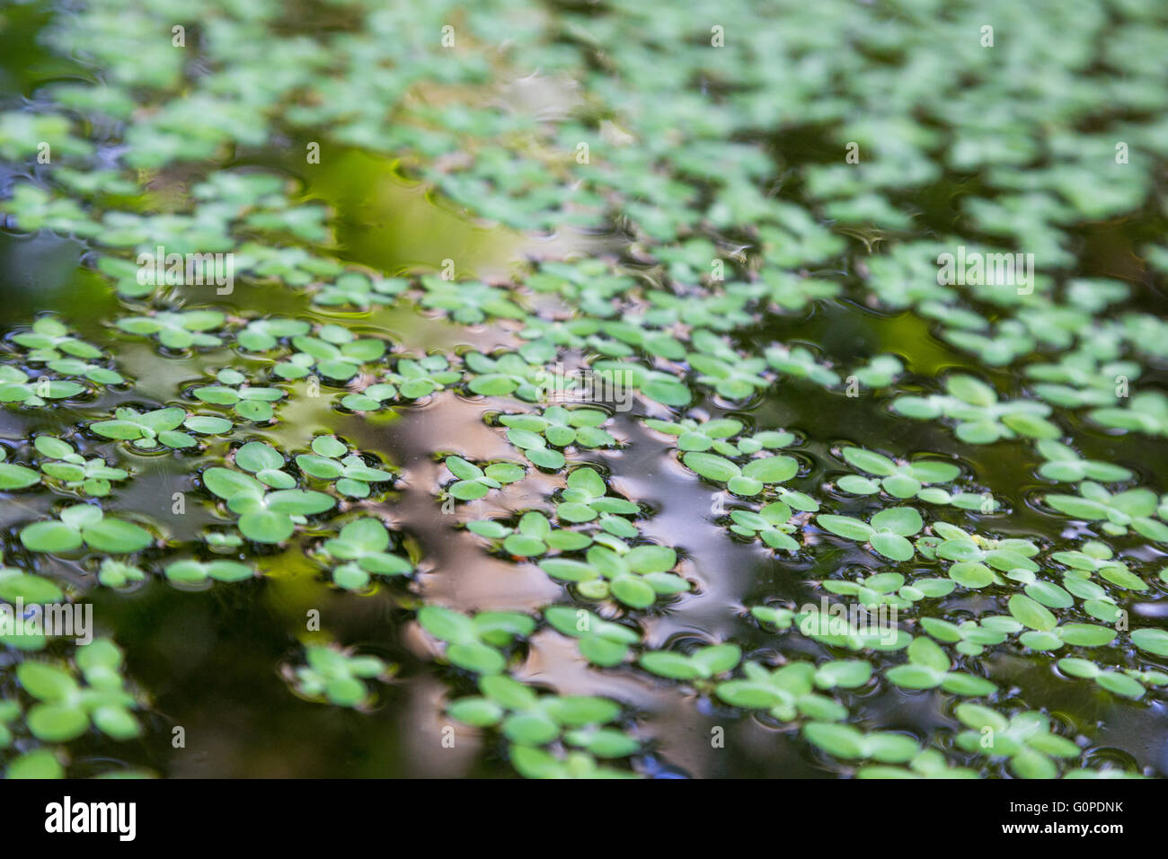 closeup duckweed in water with reflection Stock Photo - Alamy