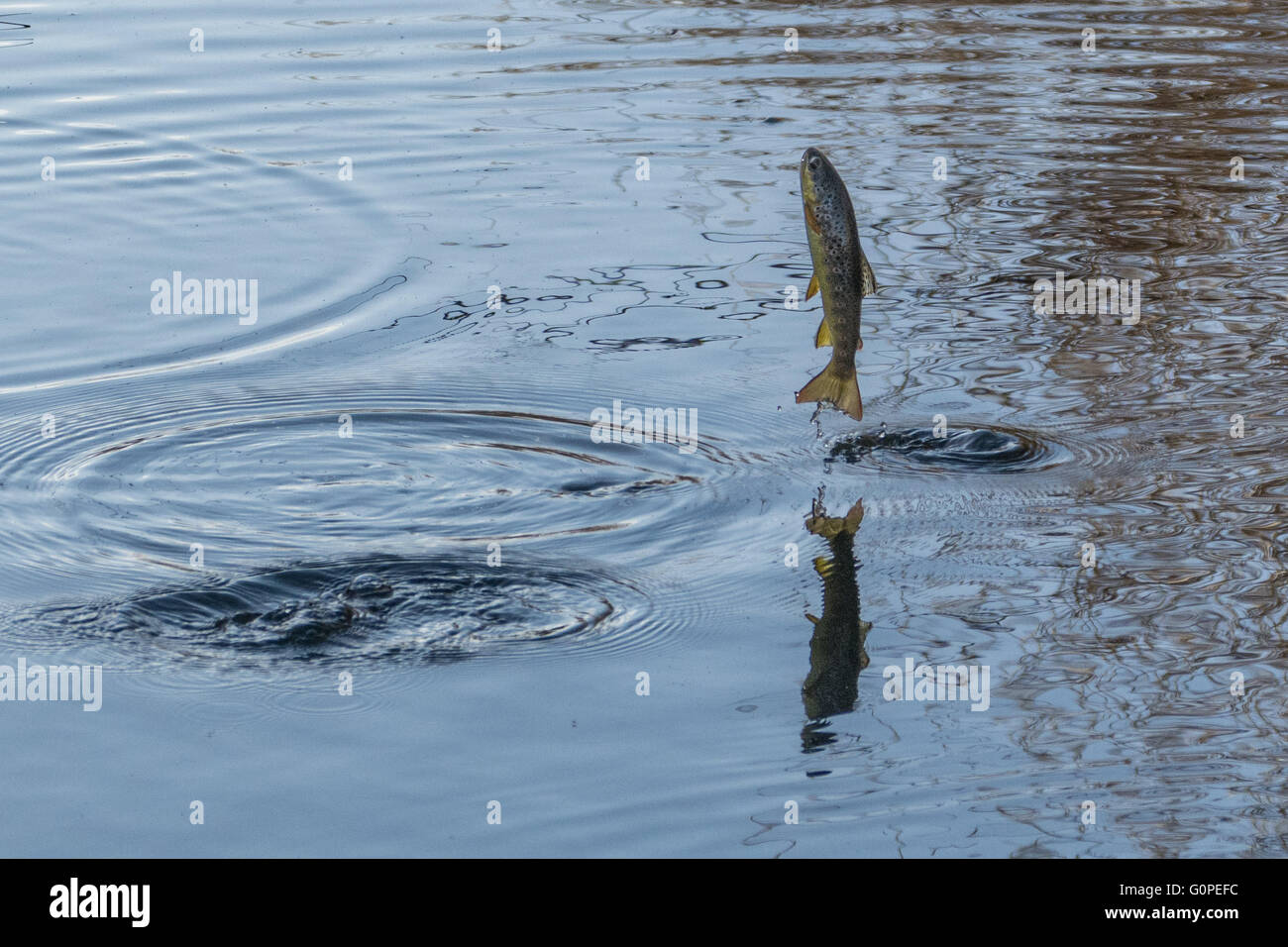 Trout Jumping High Resolution Stock Photography and Images - Alamy