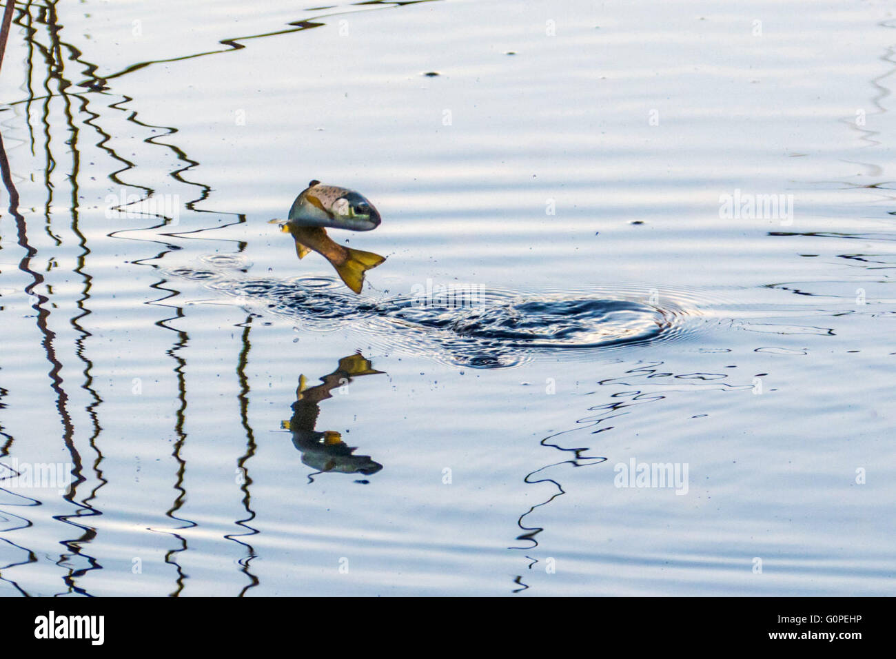 Jumping Trout High Resolution Stock Photography and Images - Alamy