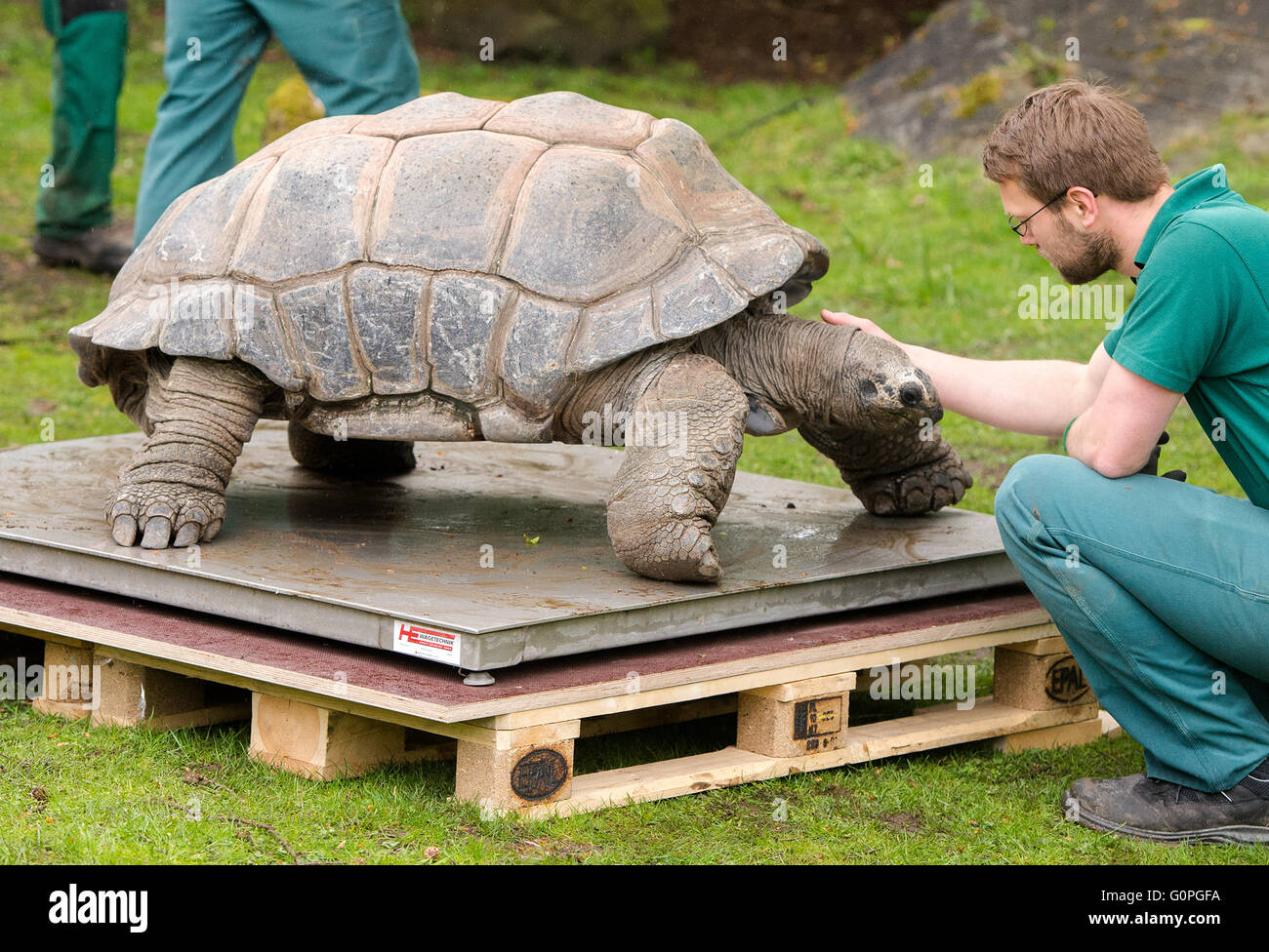 Hamburg, Germany. 3rd May, 2016. A giant tortoise being weighed during ...