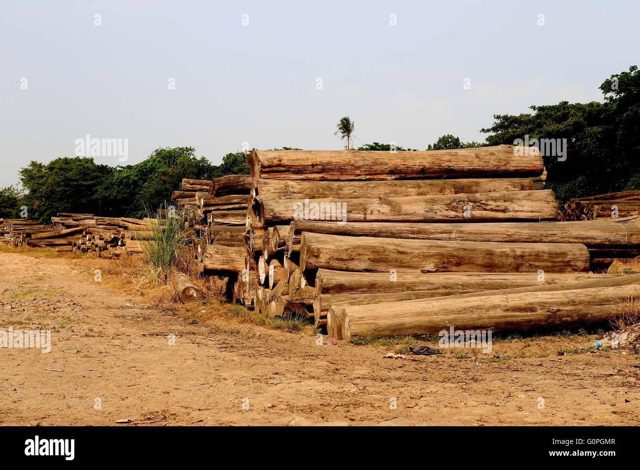 Teak wood trees hi-res stock photography and images - Alamy