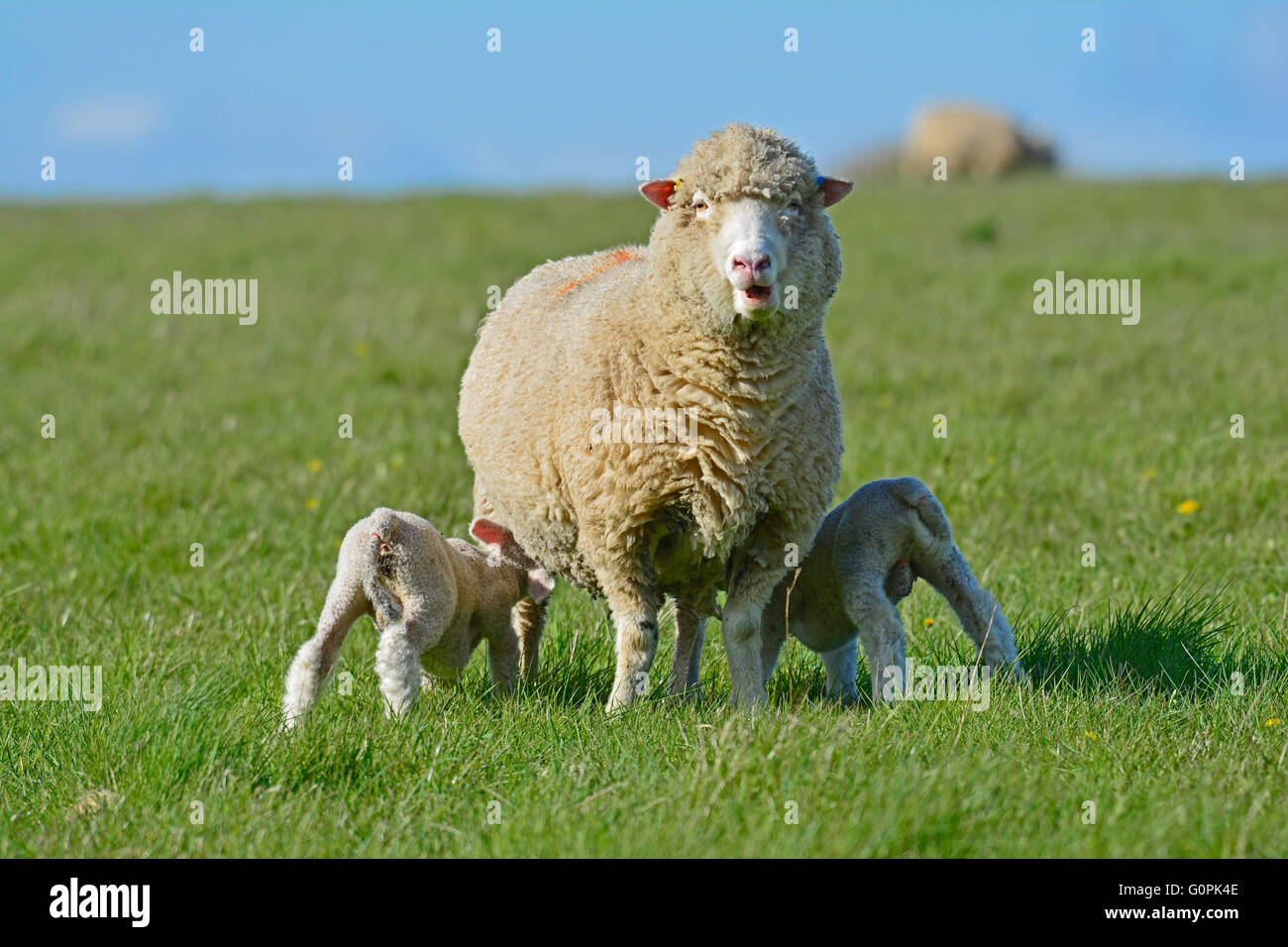 Salisbury, UK. 3rd May, 2016. UK Weather. lambs and their young seen on ...
