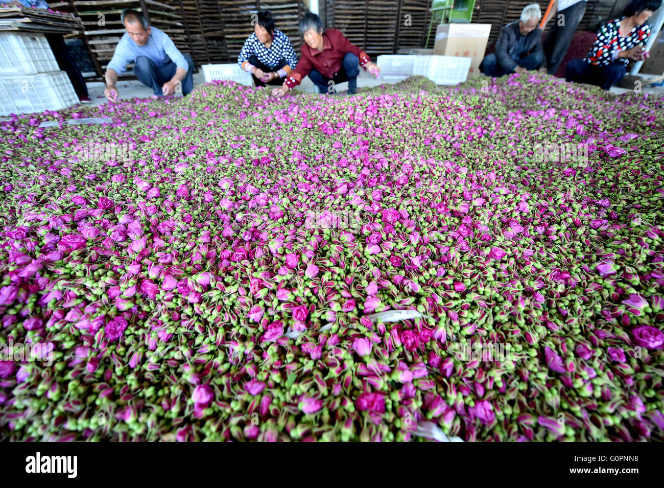 Bozhou, China's Anhui Province. 3rd May, 2016. Farmers air rosebuds in ...