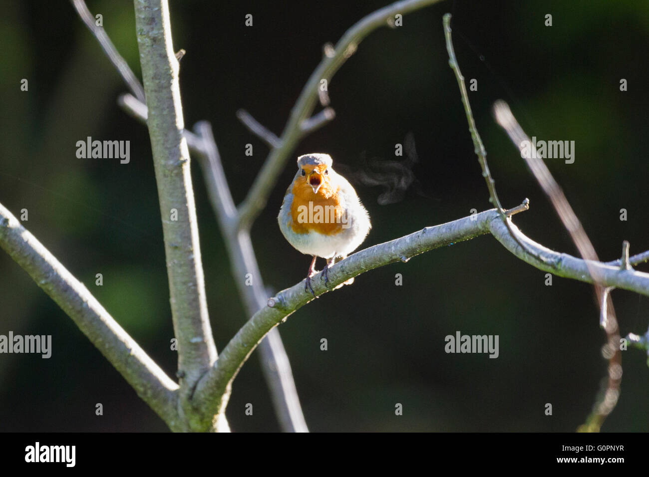 4th May, 2016. UK Weather: A Robins (Erithacus rubecula) breath can be ...