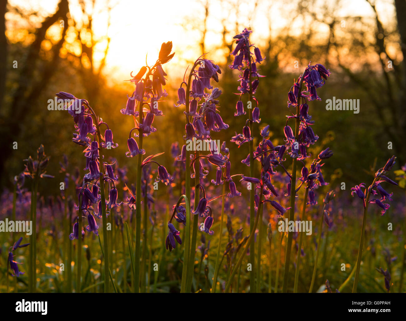 Ercall wood hi-res stock photography and images - Alamy