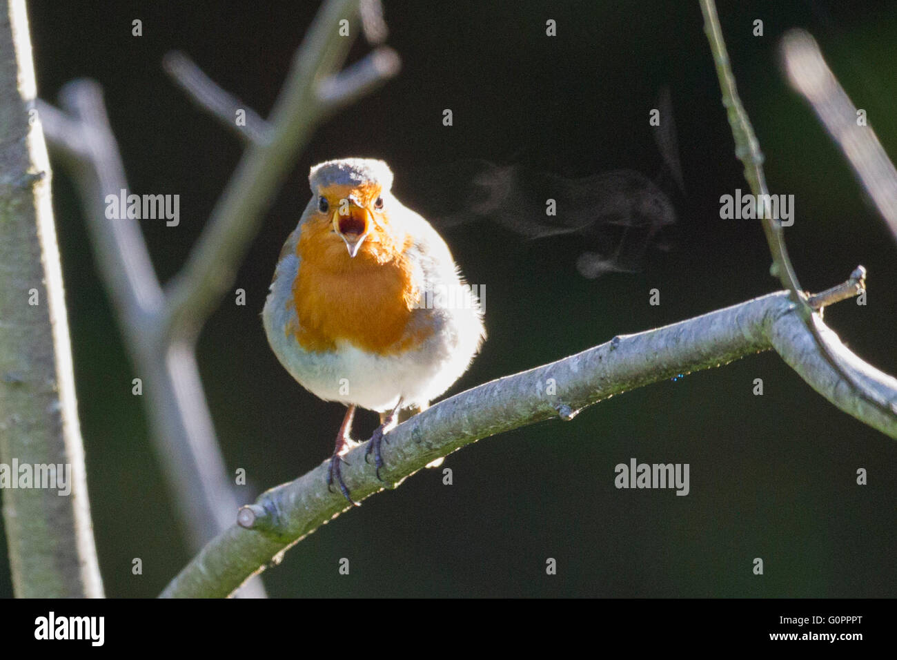 4th May, 2016. UK Weather: A Robins (Erithacus rubecula) breath can be ...