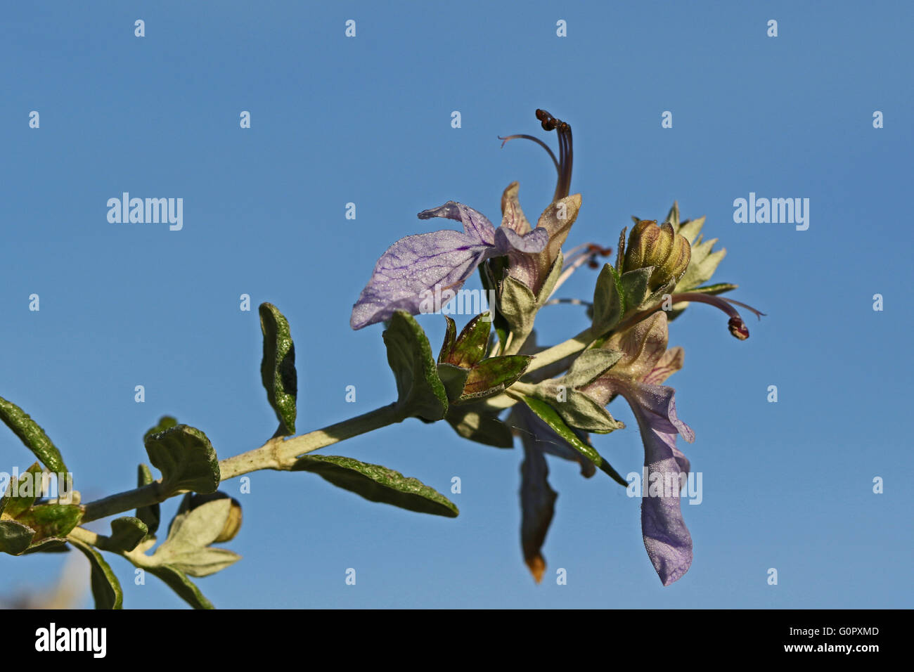 Teucrium fruticans hi-res stock photography and images - Alamy