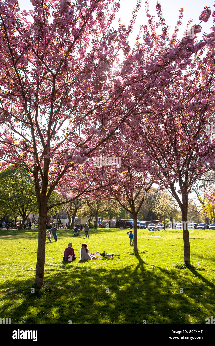 Europa, Germany, Cologne, park at the Theodor-Heuss-Ring near the ...