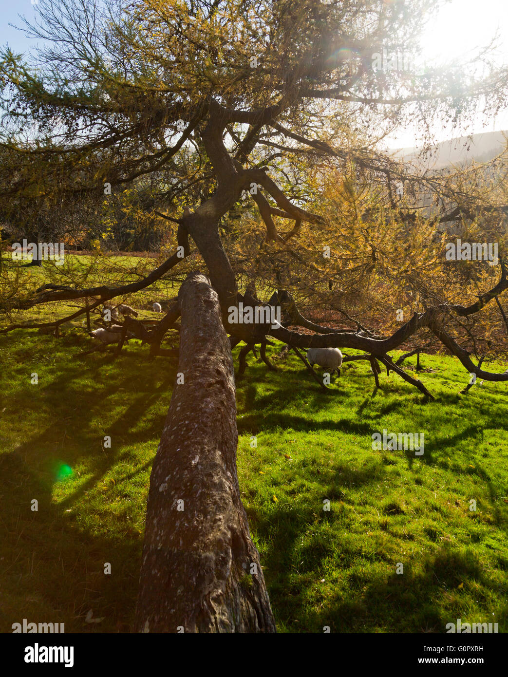 A back lit tree in the Upper Derwent Valley Derbyshire Stock Photo - Alamy