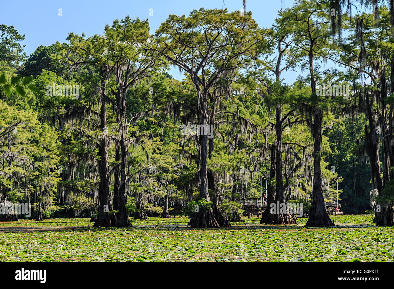 American swamp lily hi-res stock photography and images - Alamy