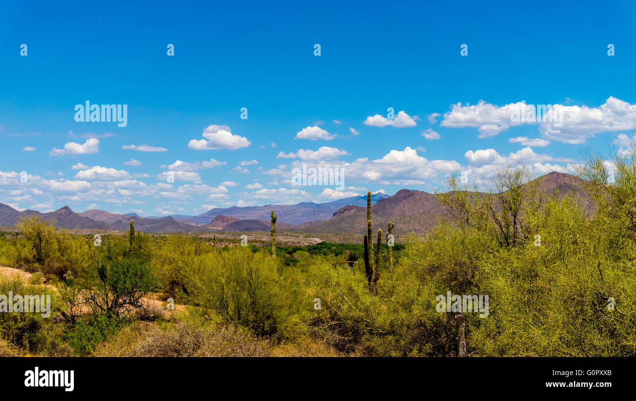 Arizona desert with Saguaro, green shrubs and mountains in the fall ...