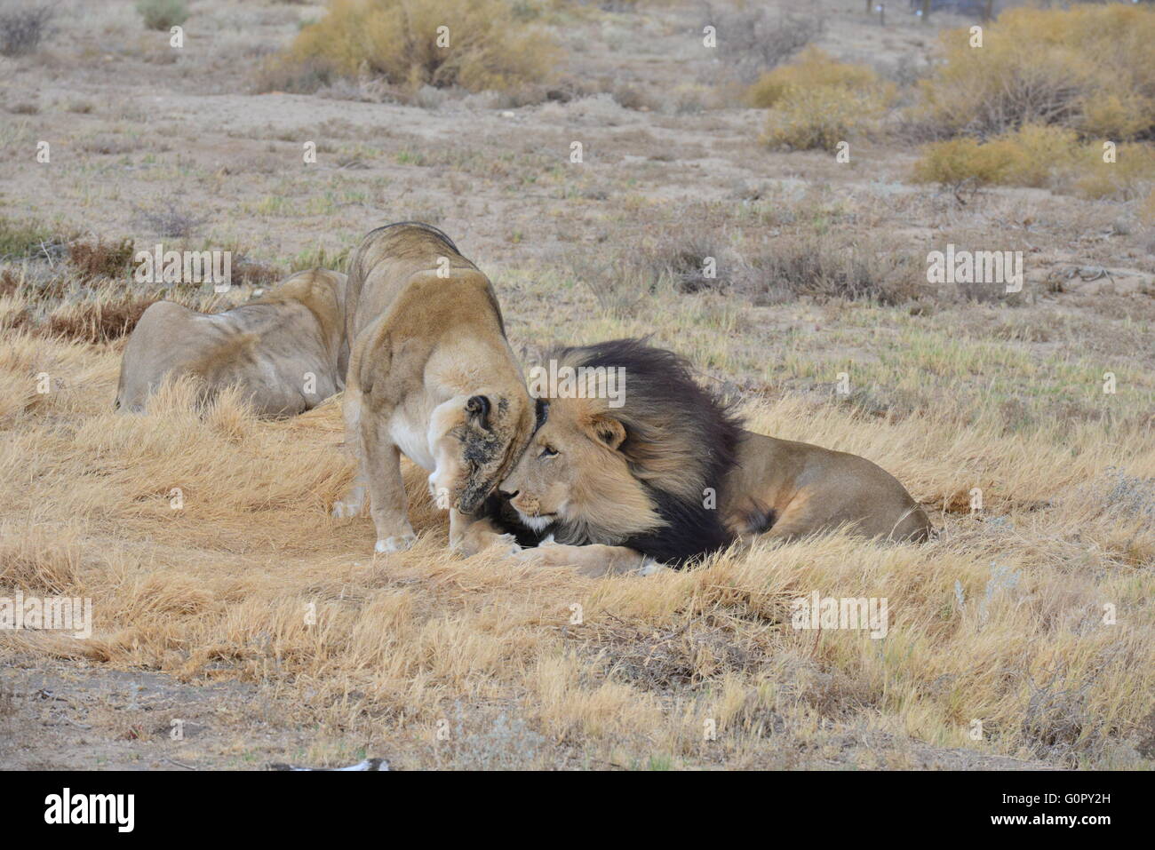 Lions in love hi-res stock photography and images - Alamy