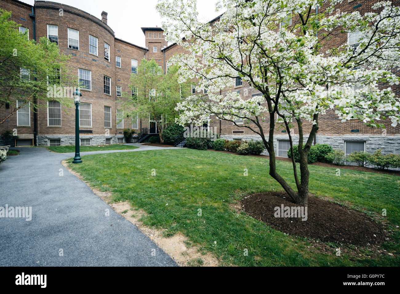 Dogwood tree and Meletia Hall at Notre Dame of Maryland University, in ...