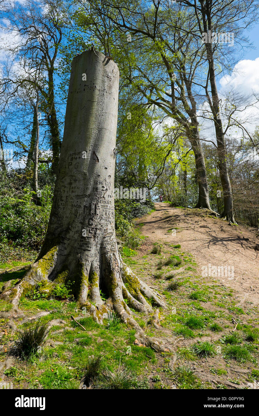 Wood carvings tree hi-res stock photography and images - Alamy