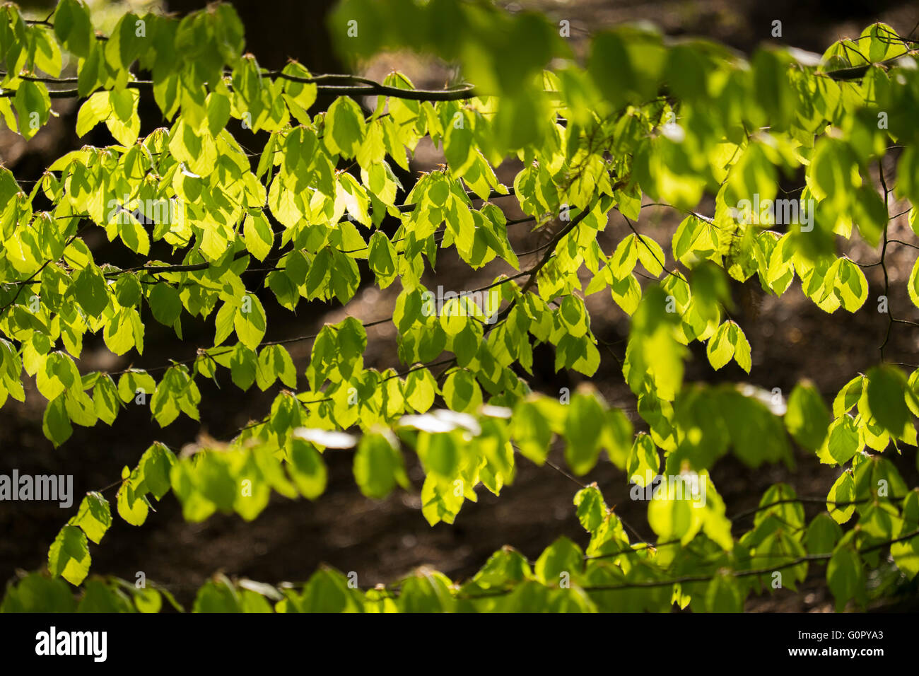 Beech tree leaves hi-res stock photography and images - Alamy