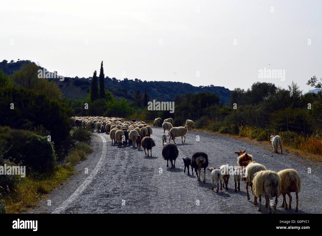 Herd of sheeps in mountain on the island of Crete in Greece Stock Photo ...