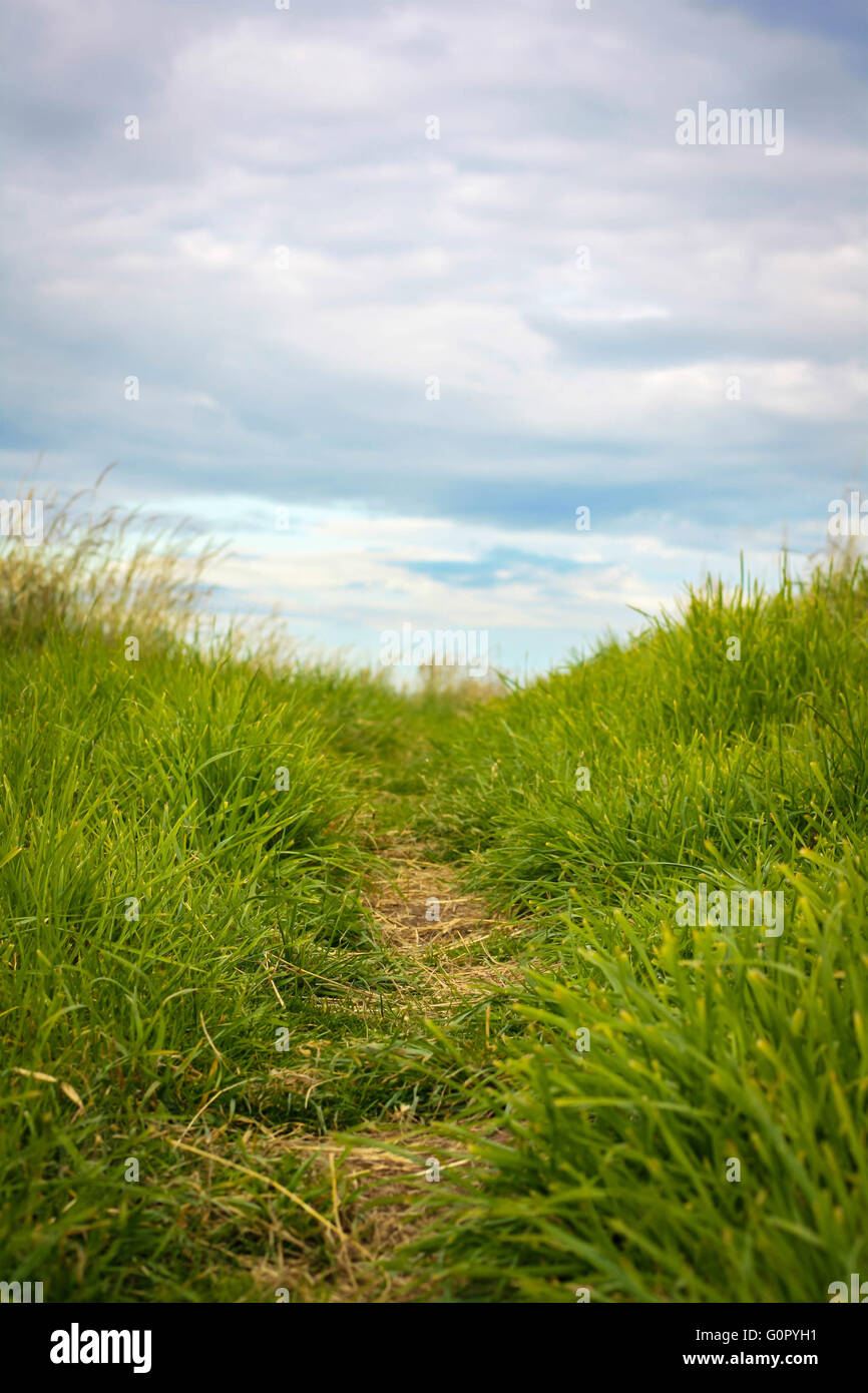 Summer background with green grass and a path close up Stock Photo - Alamy