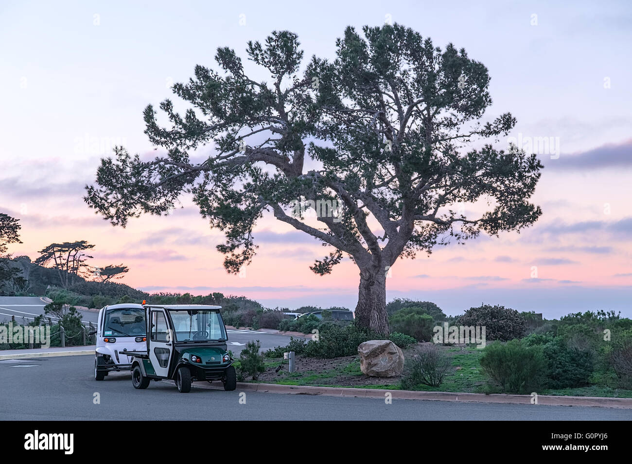 Carts around tree with sunset in the background, San Diego Stock Photo ...