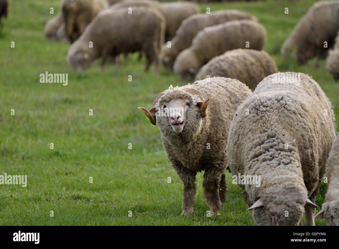 Three white sheep grazing hi-res stock photography and images - Alamy