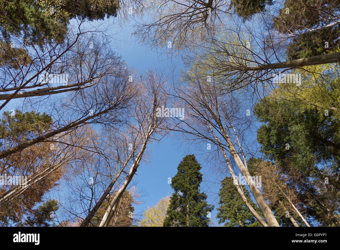 Look into sky from forest hi-res stock photography and images - Alamy