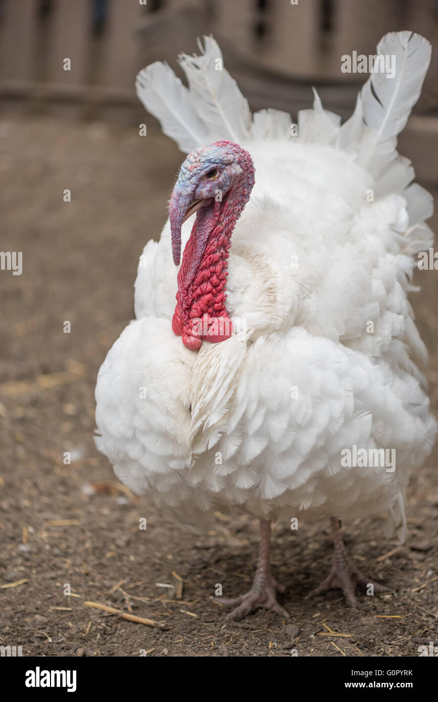 Angry turkey bird hi-res stock photography and images - Alamy