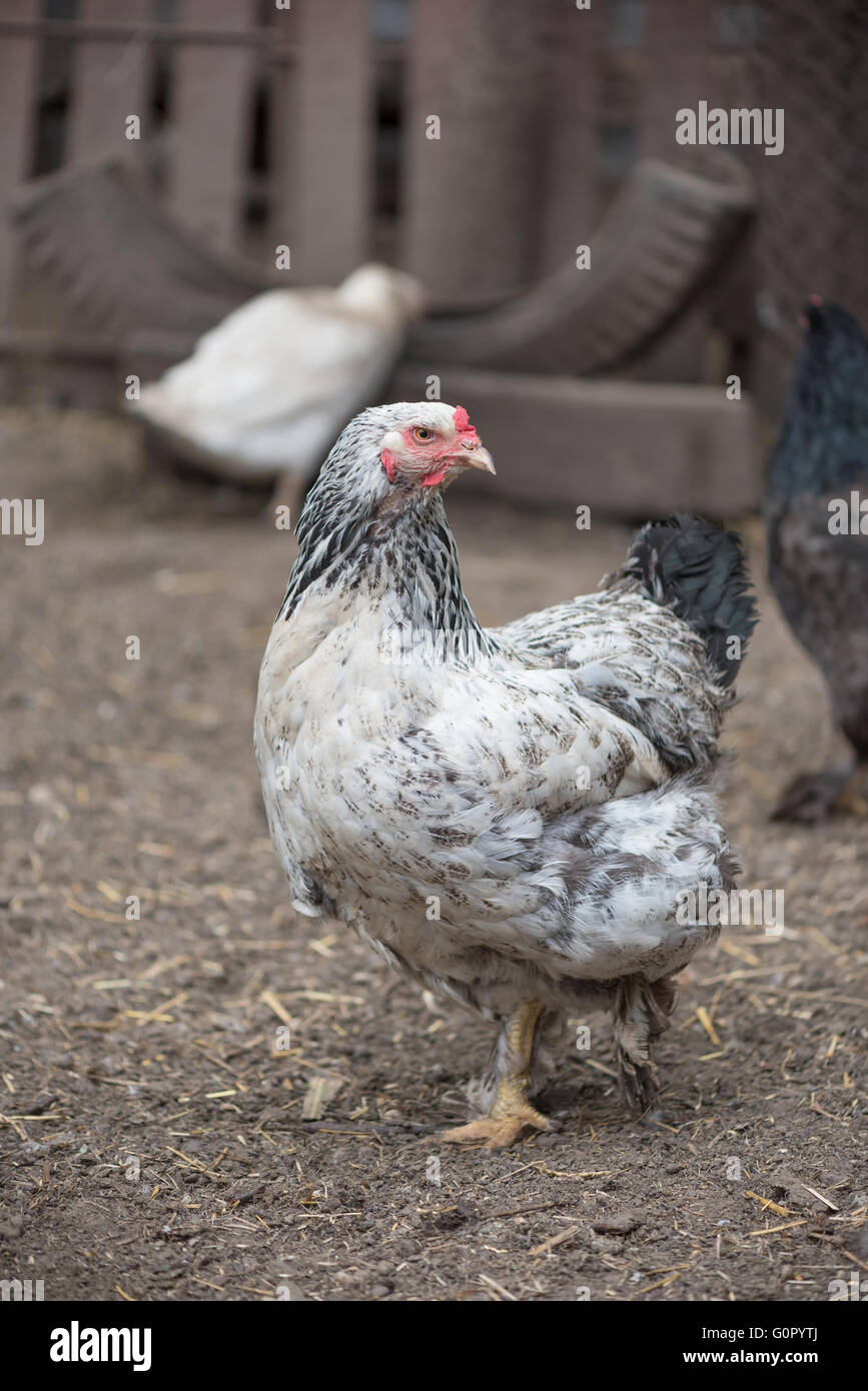 Bio chicken hi-res stock photography and images - Alamy