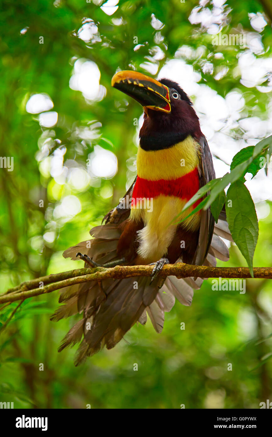 Colorful tucan in the wild Stock Photo - Alamy