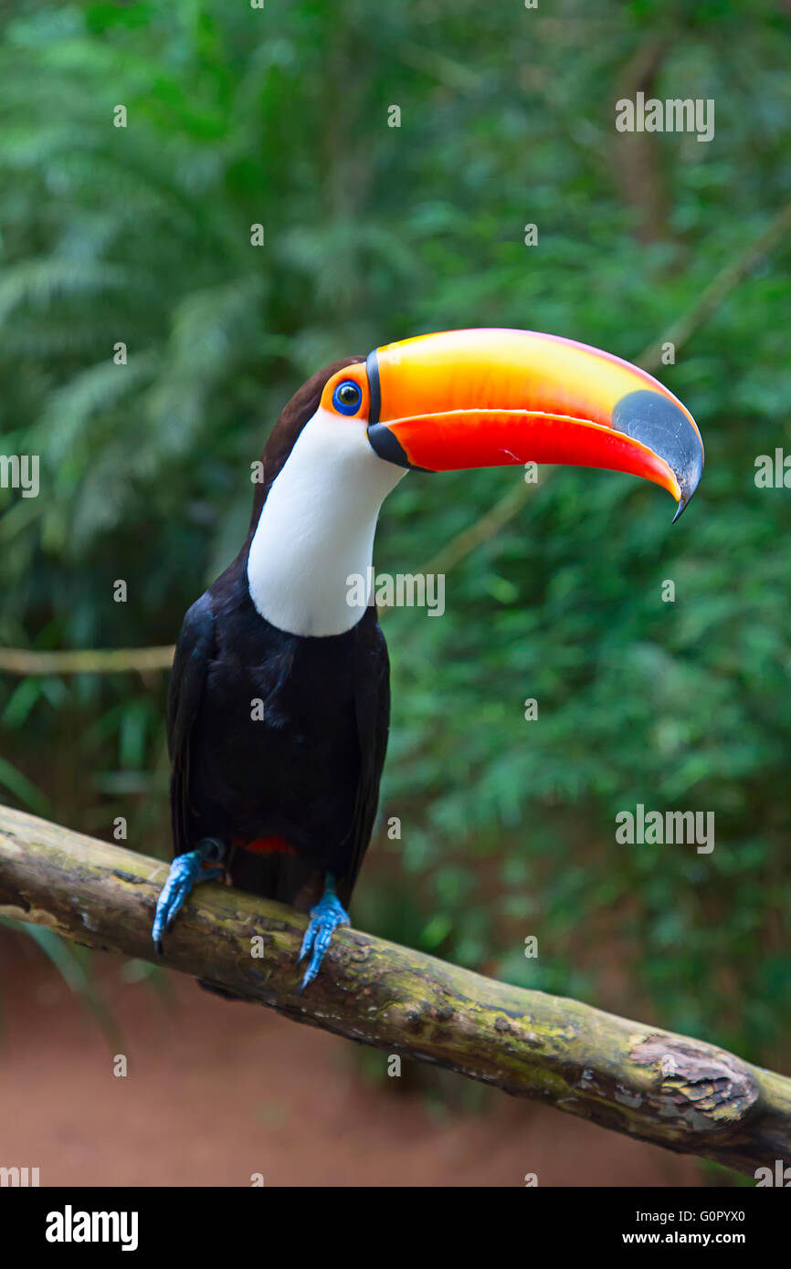Tucan eating hi-res stock photography and images - Alamy